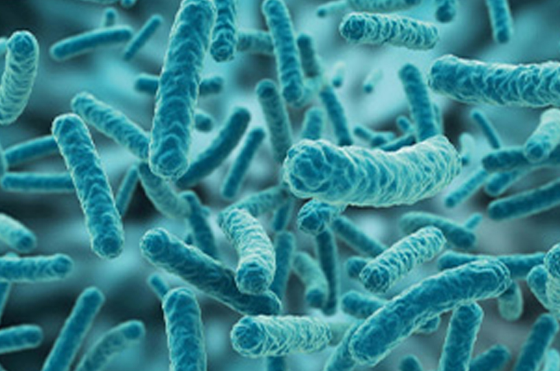 Lactobacillus casei LC-G11-foodtechx.com